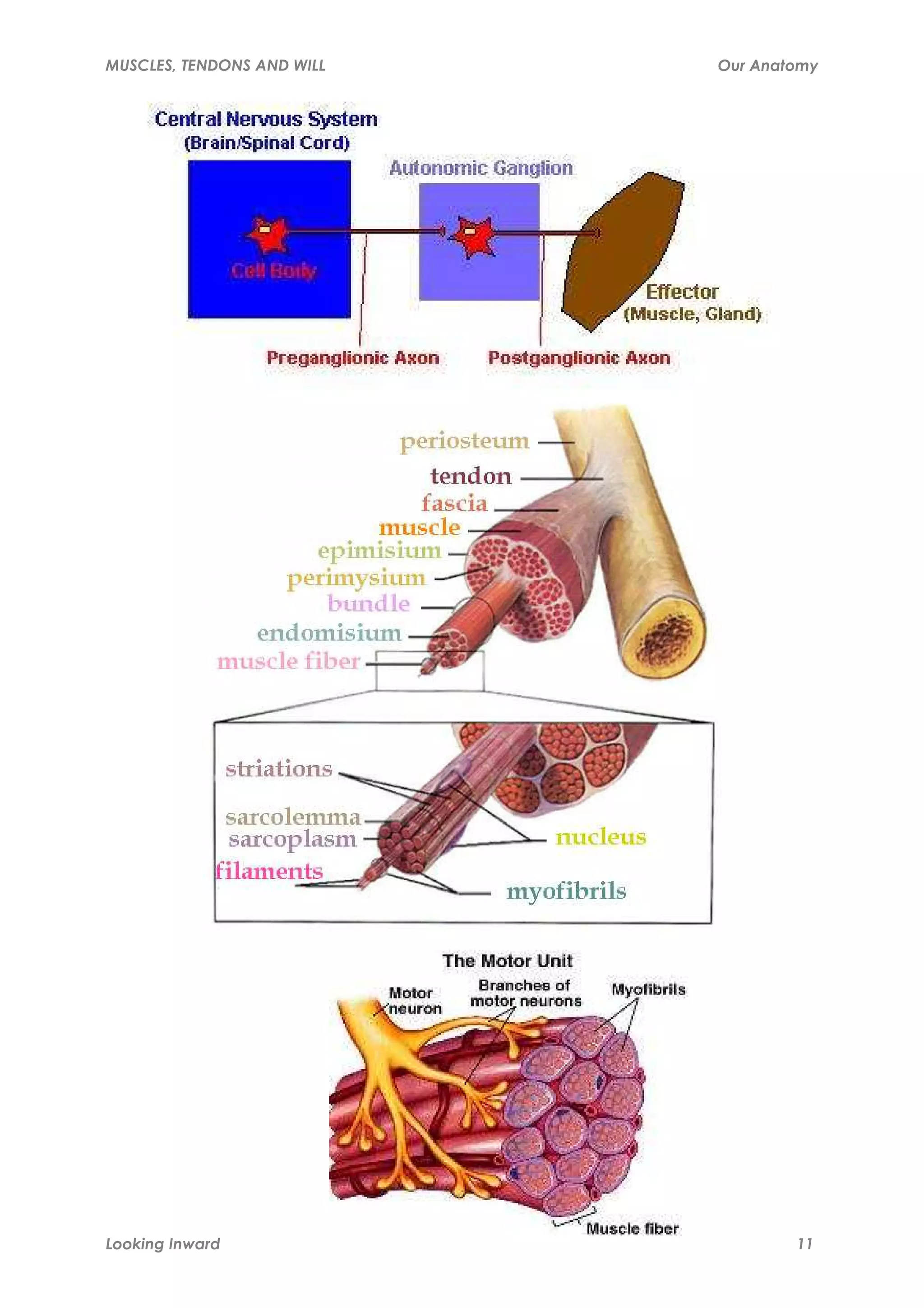 Muscles, tendons and will | PDF