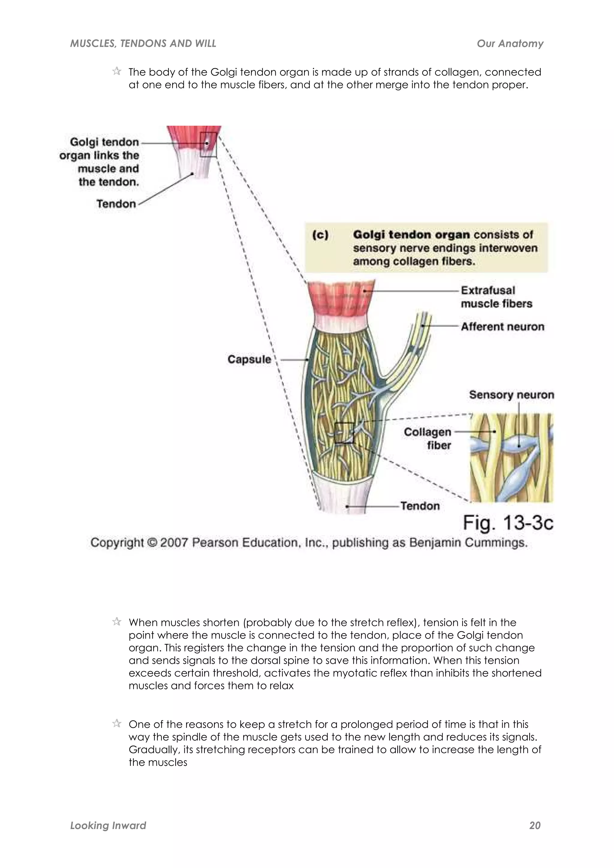 Muscles, tendons and will | PDF
