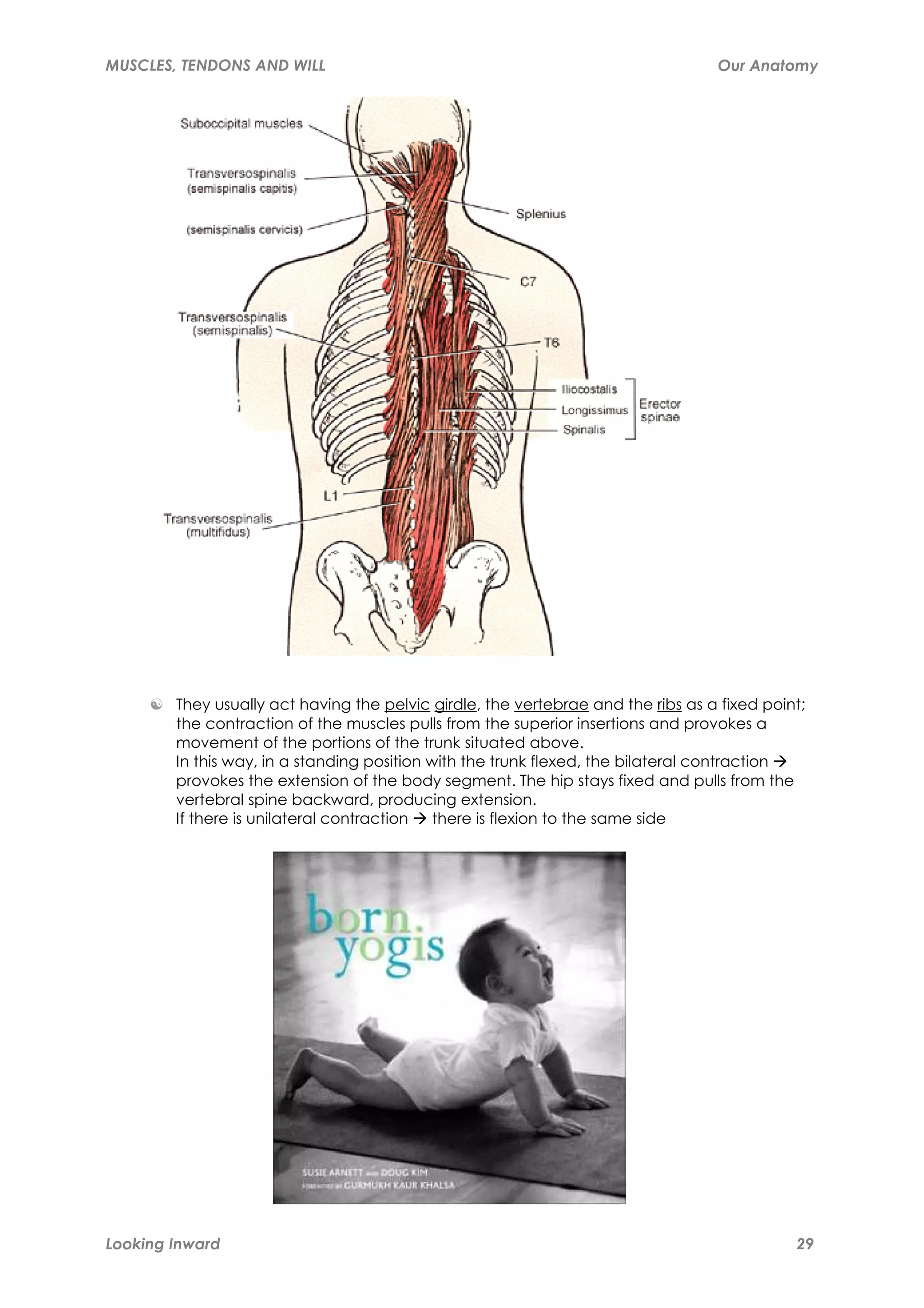 Muscles, tendons and will | PDF