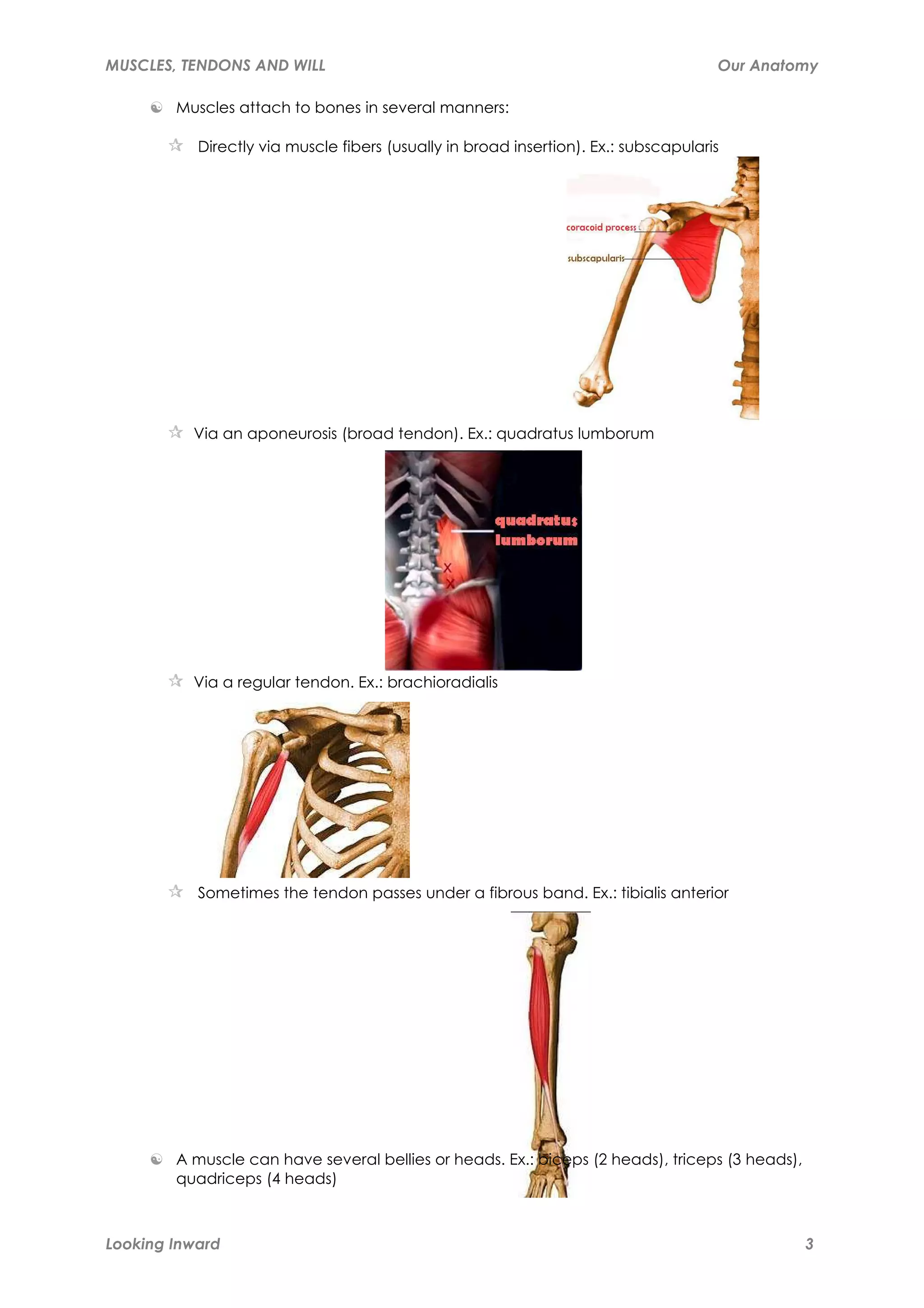 Muscles, tendons and will | PDF