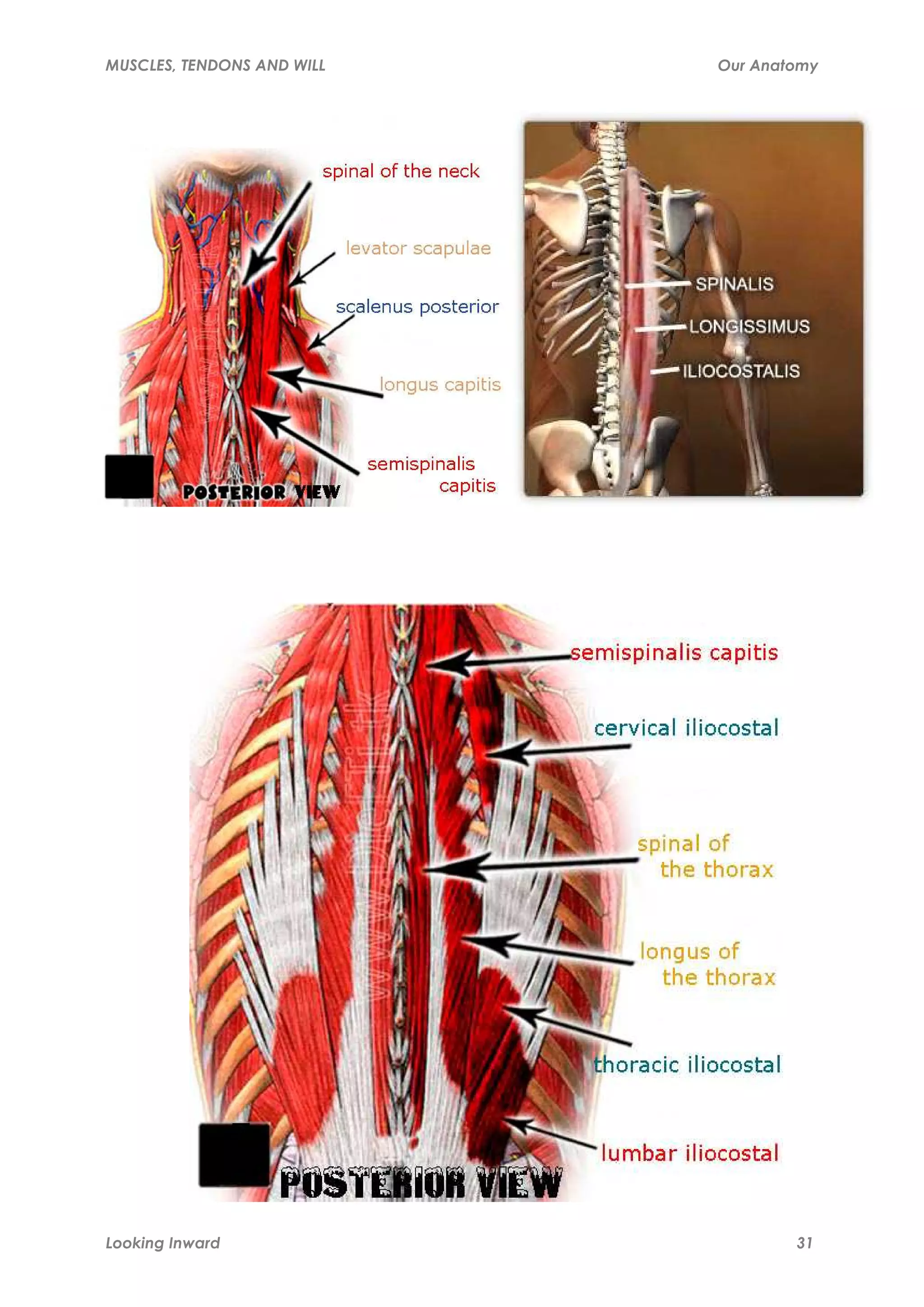 Muscles, tendons and will | PDF