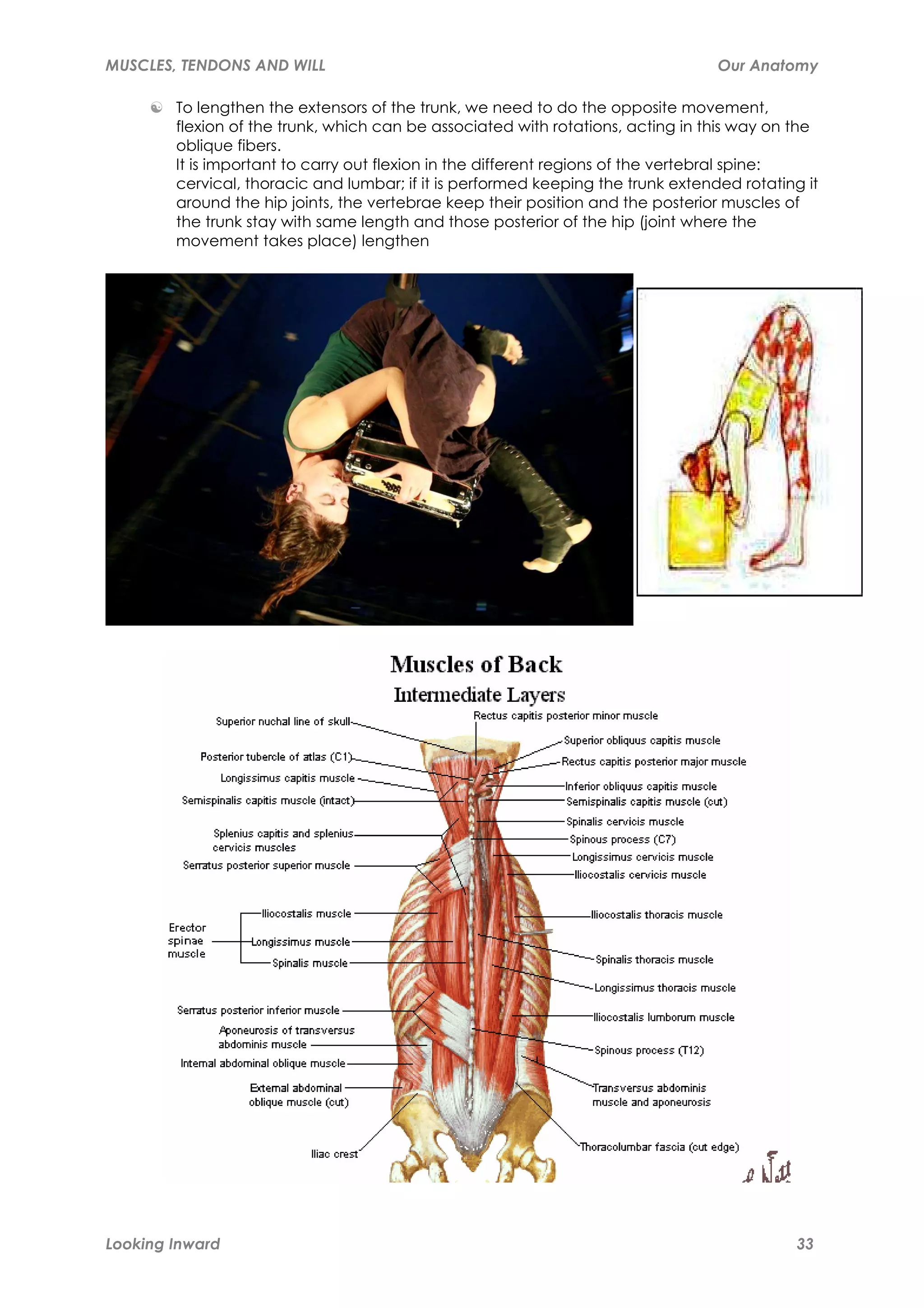 Muscles, tendons and will | PDF