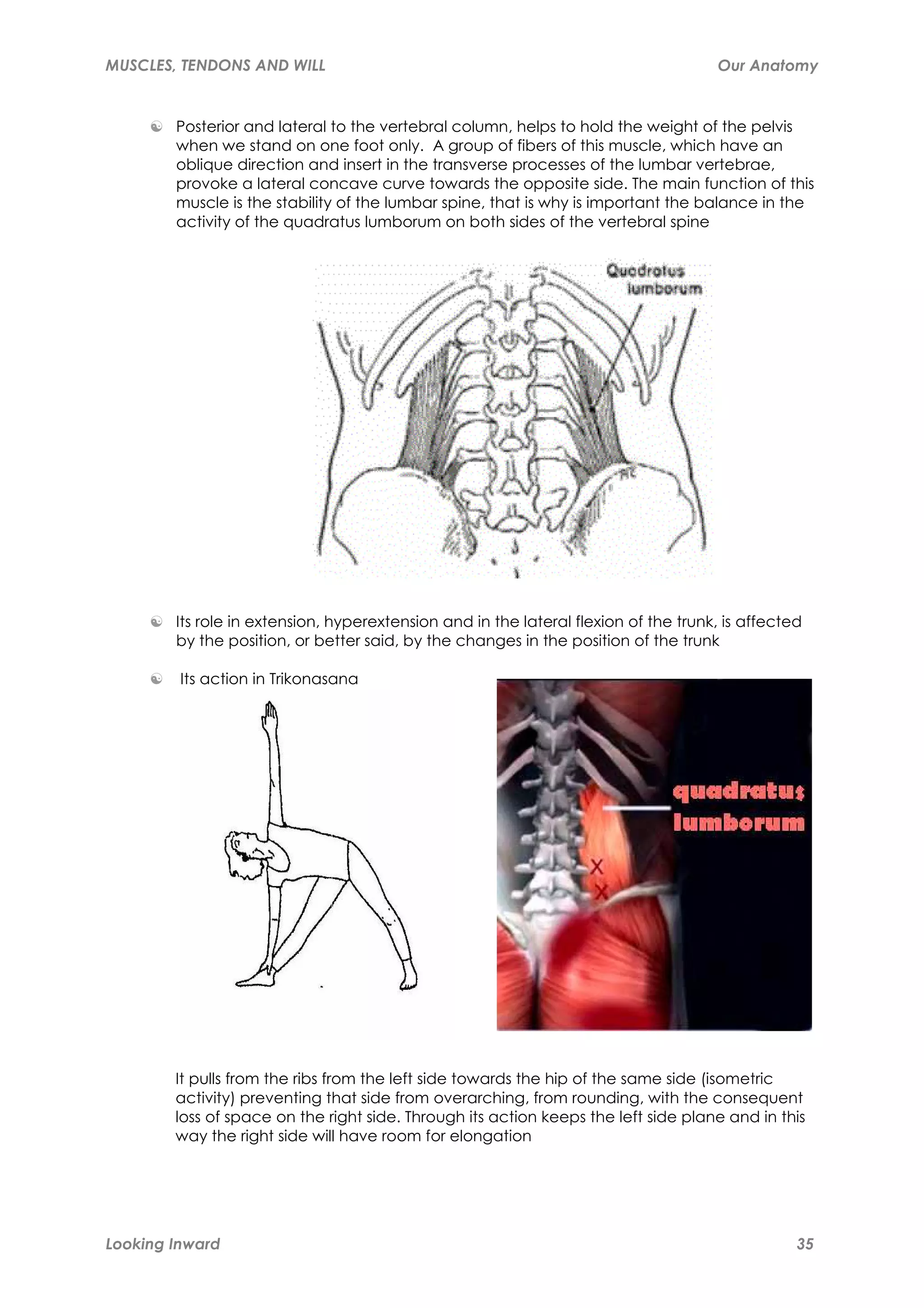 Muscles, tendons and will | PDF