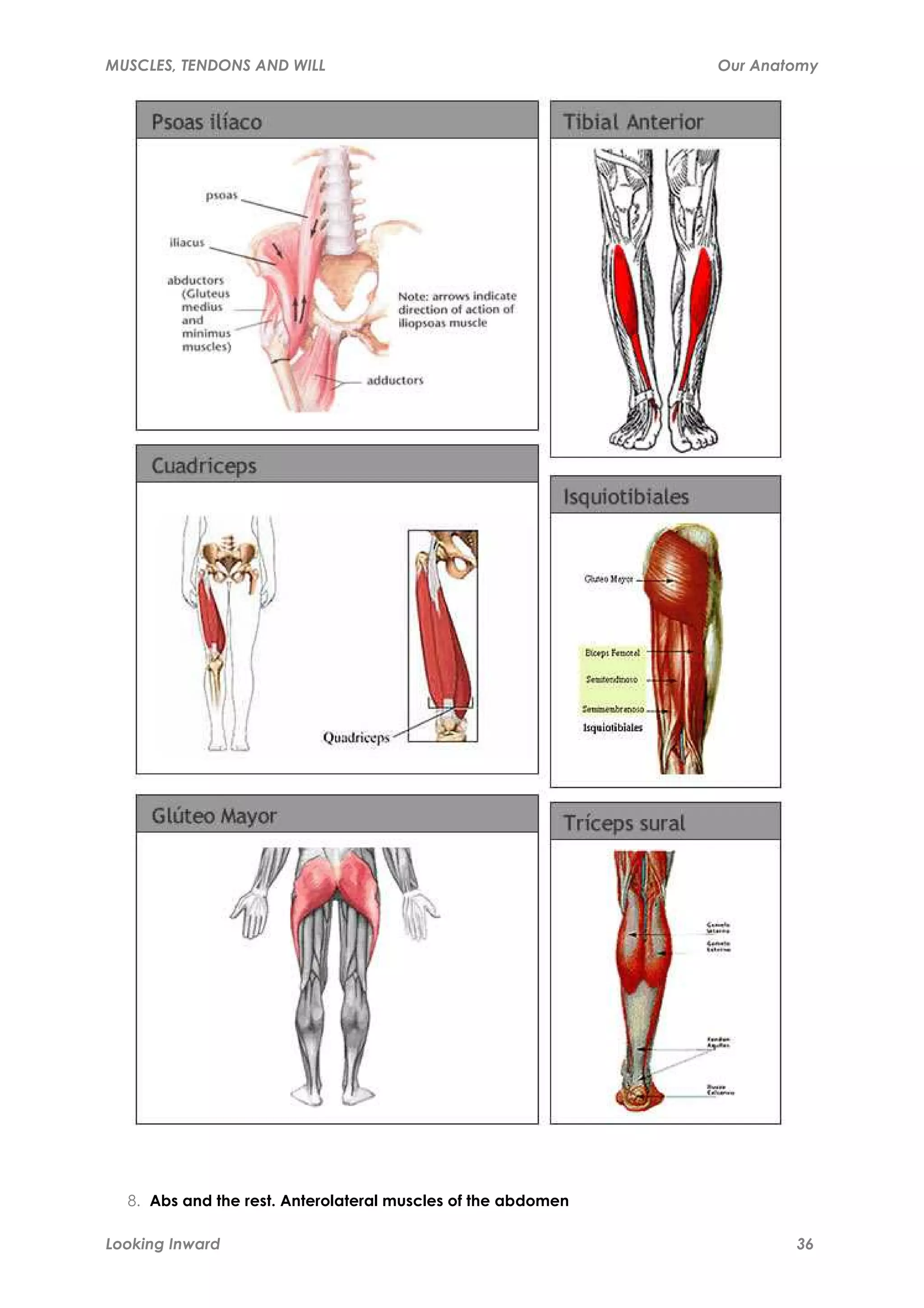 Muscles, tendons and will | PDF