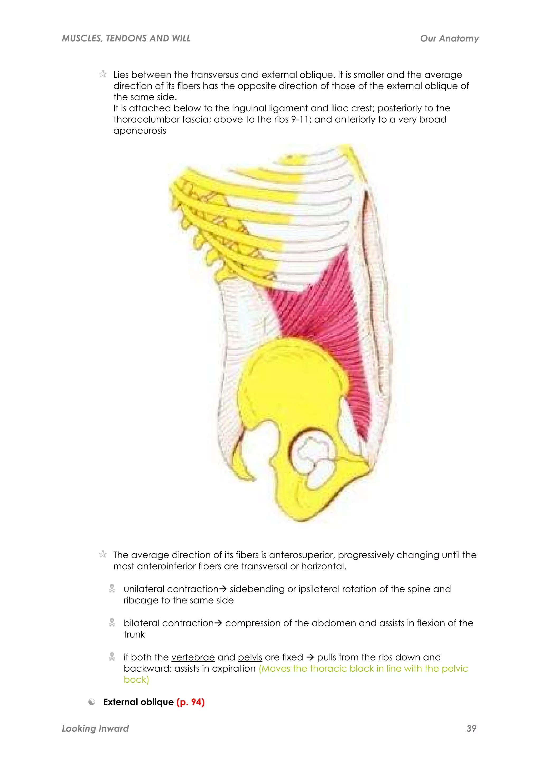 Muscles, tendons and will | PDF