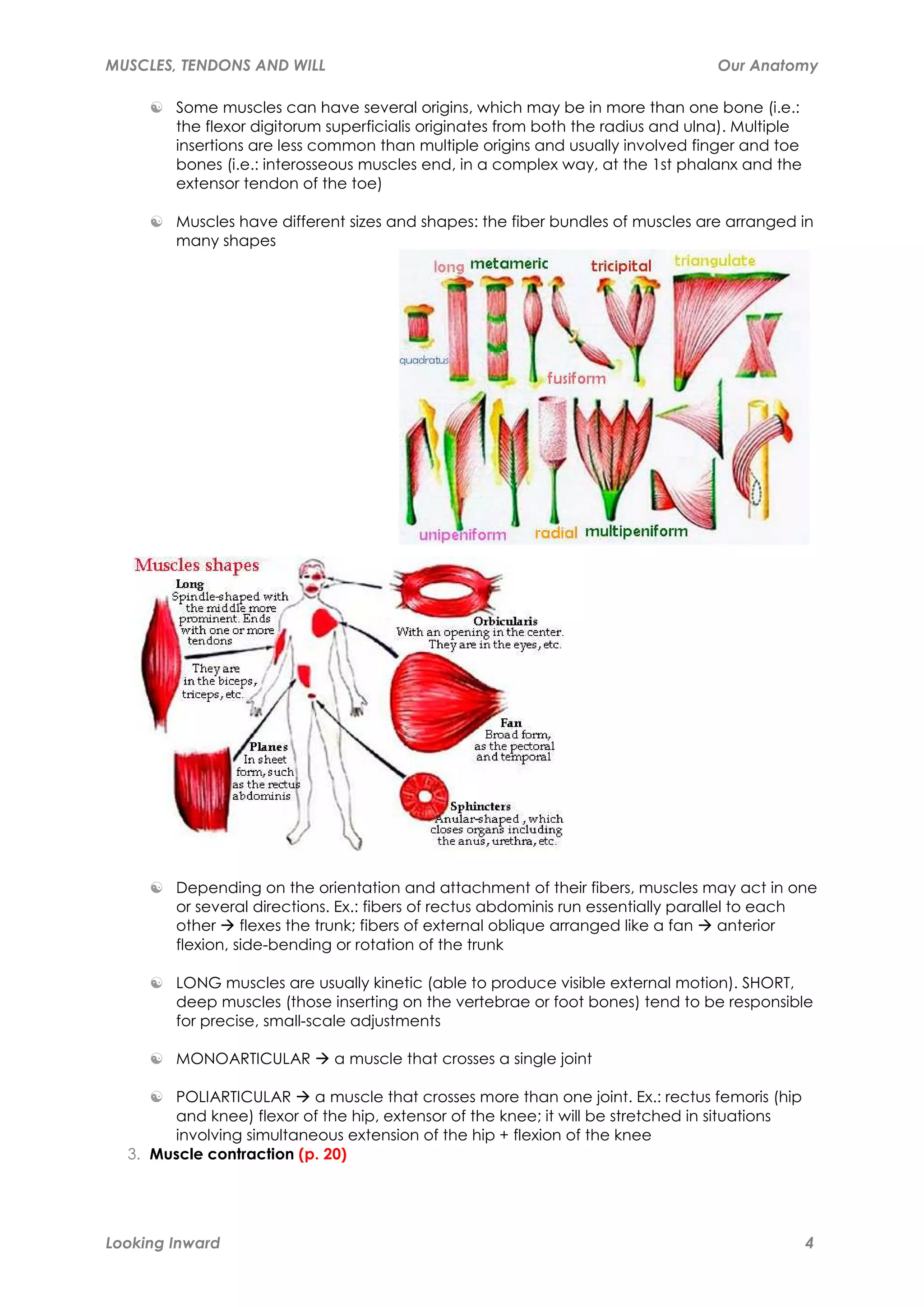 Muscles, tendons and will | PDF