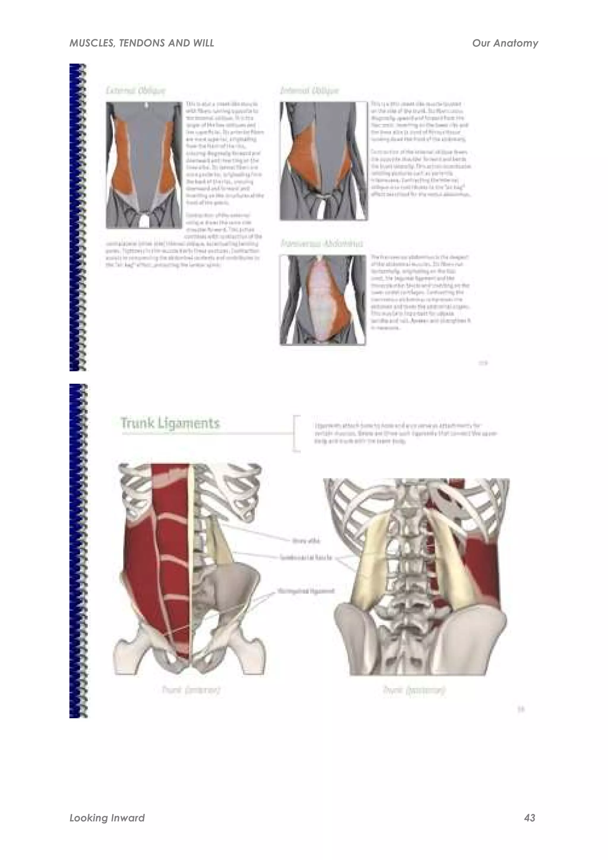 Muscles, tendons and will | PDF