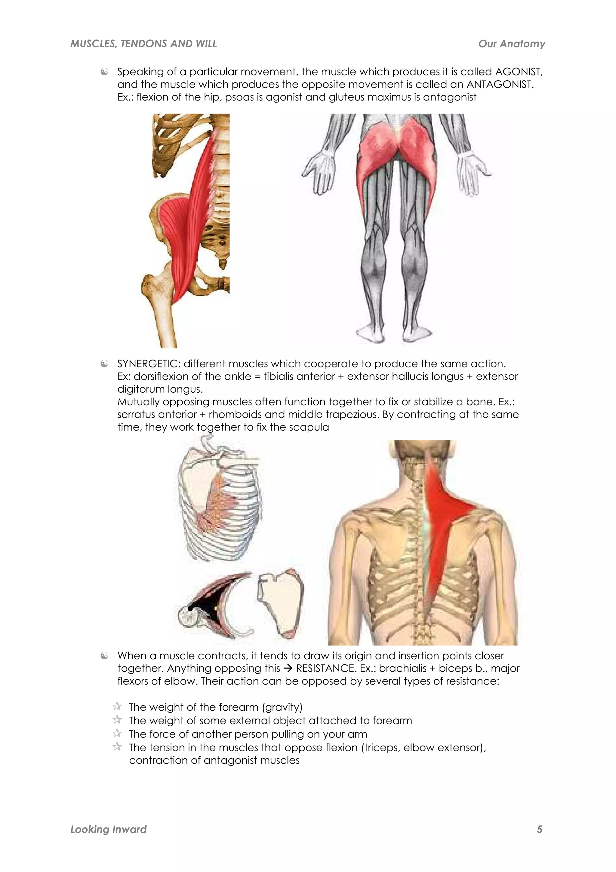 Muscles, tendons and will | PDF