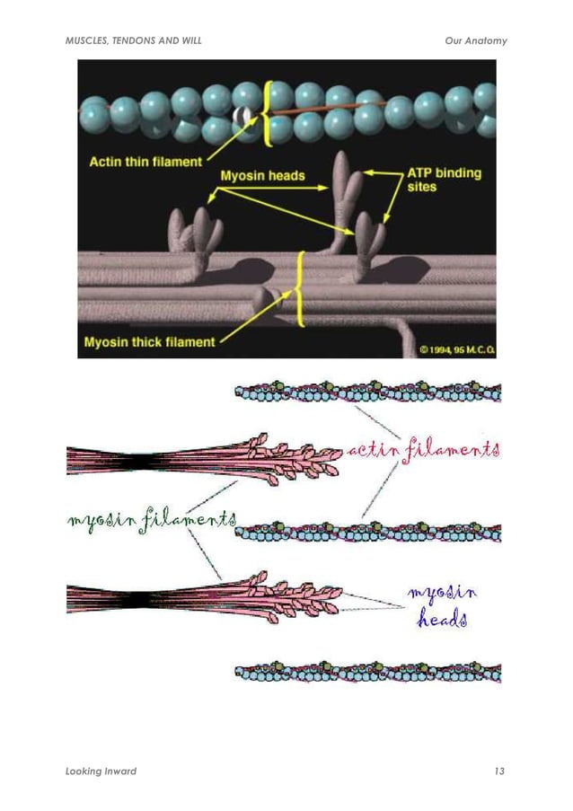 Muscles, tendons and will | PDF