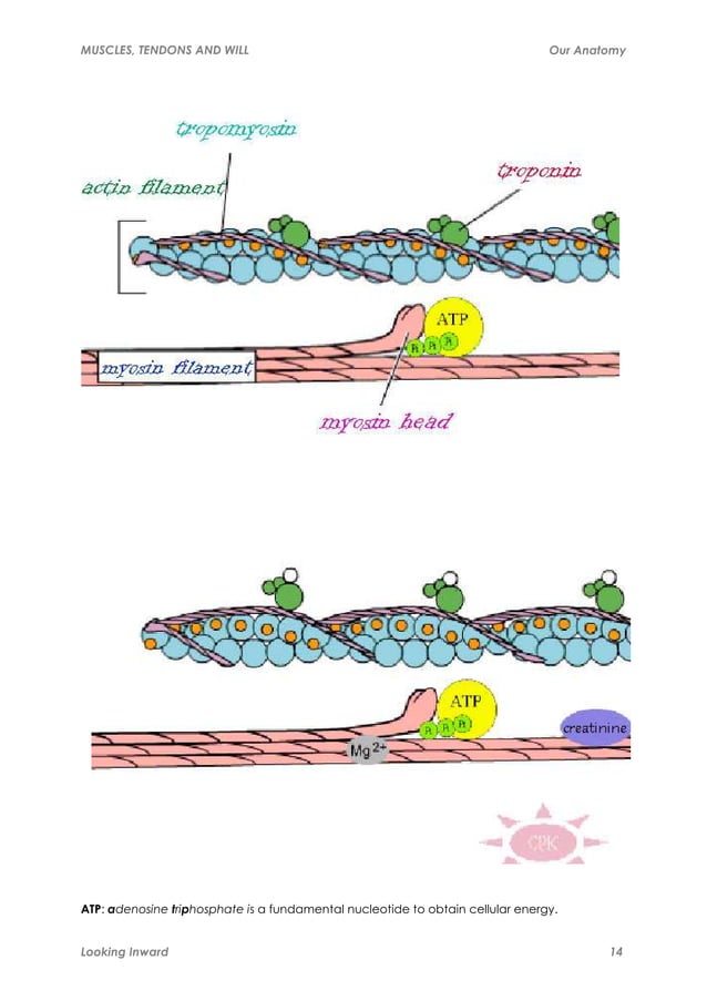 Muscles, tendons and will | PDF