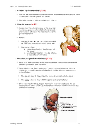 Muscles, tendons and will | PDF