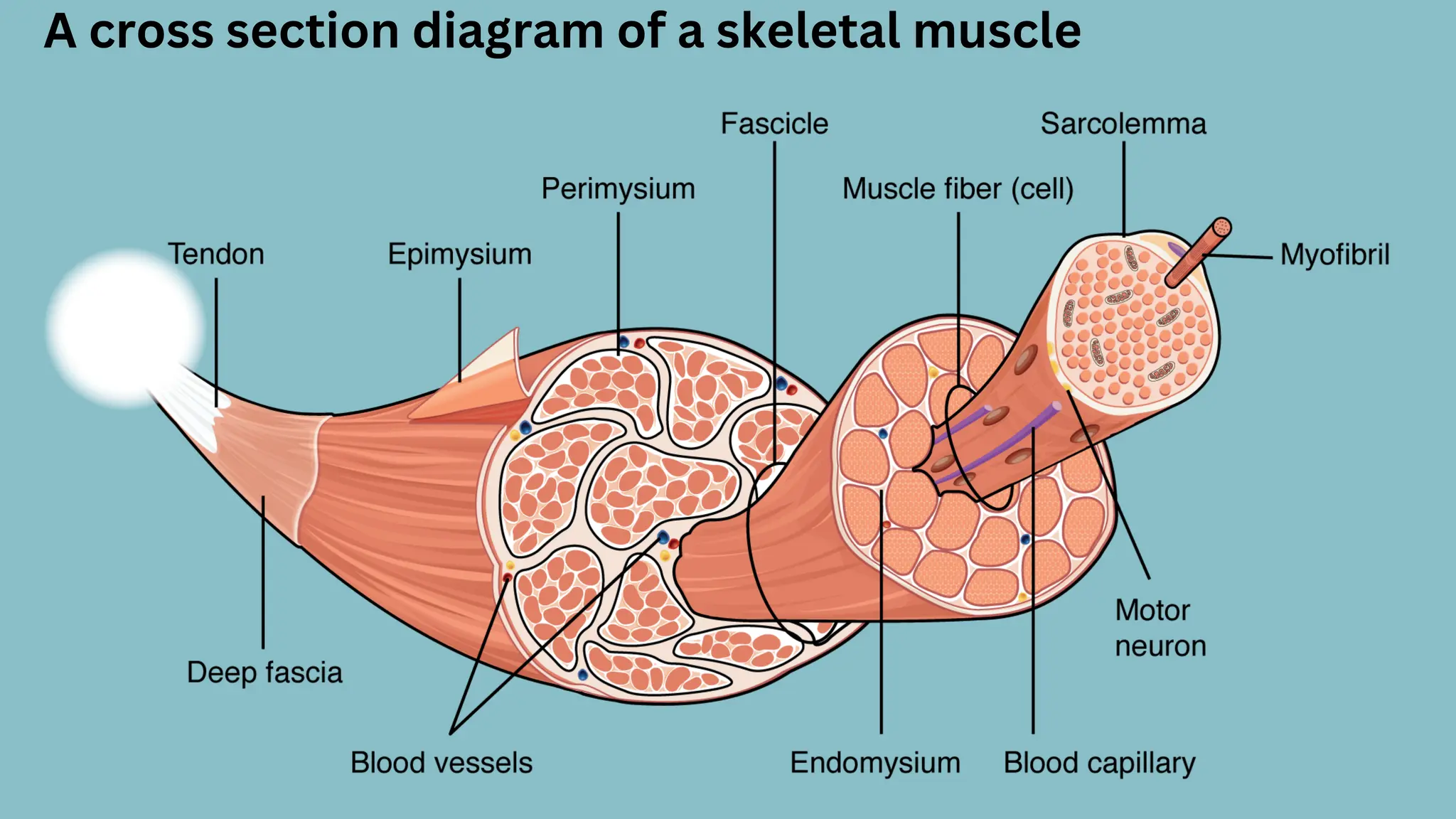 Muscles, tendons, Ligaments Grade 11 (1).pdf