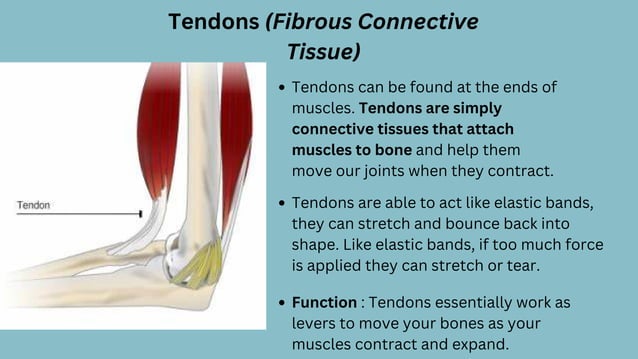 Muscles, tendons, Ligaments Grade 11 (1).pdf