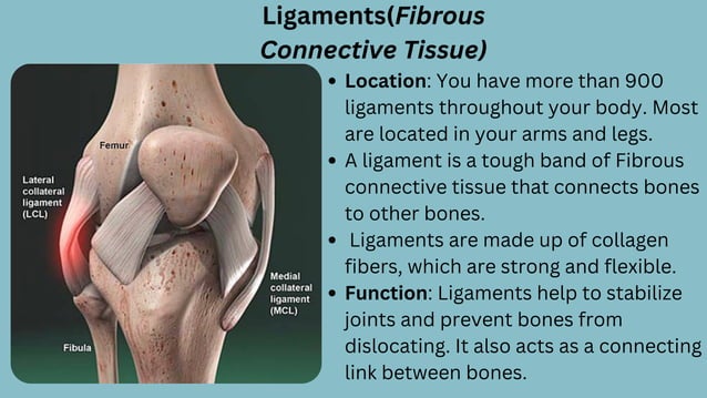 Muscles, tendons, Ligaments Grade 11 (1).pdf