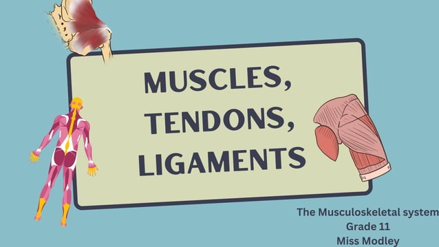 Muscles, tendons, Ligaments Grade 11 (1).pdf
