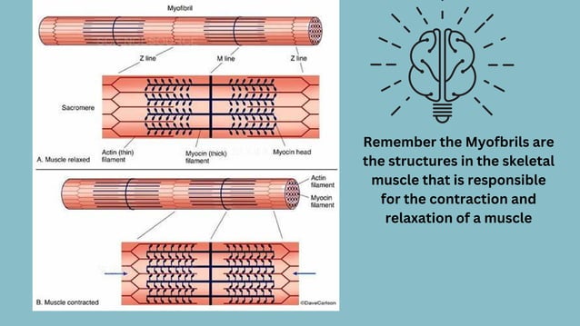 Muscles, tendons, Ligaments Grade 11 (1).pdf