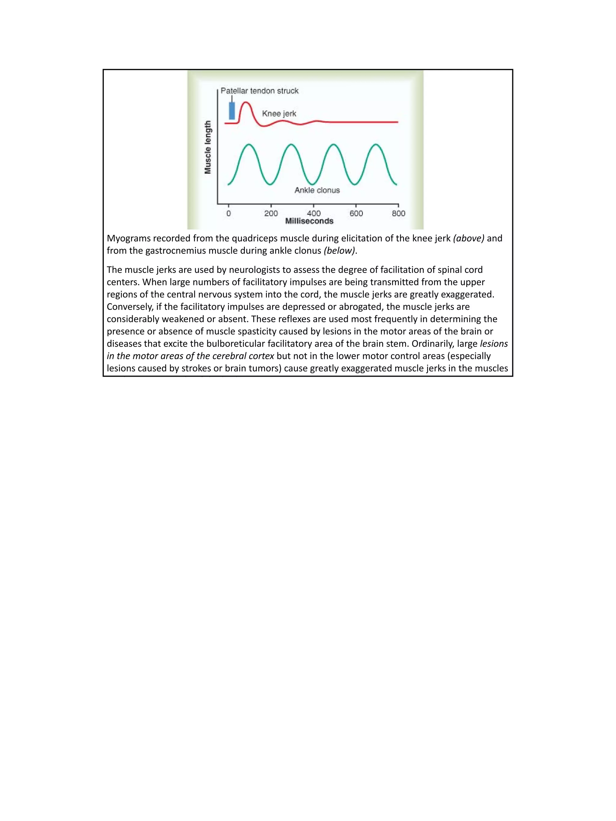 Muscle stretch reflex | PDF