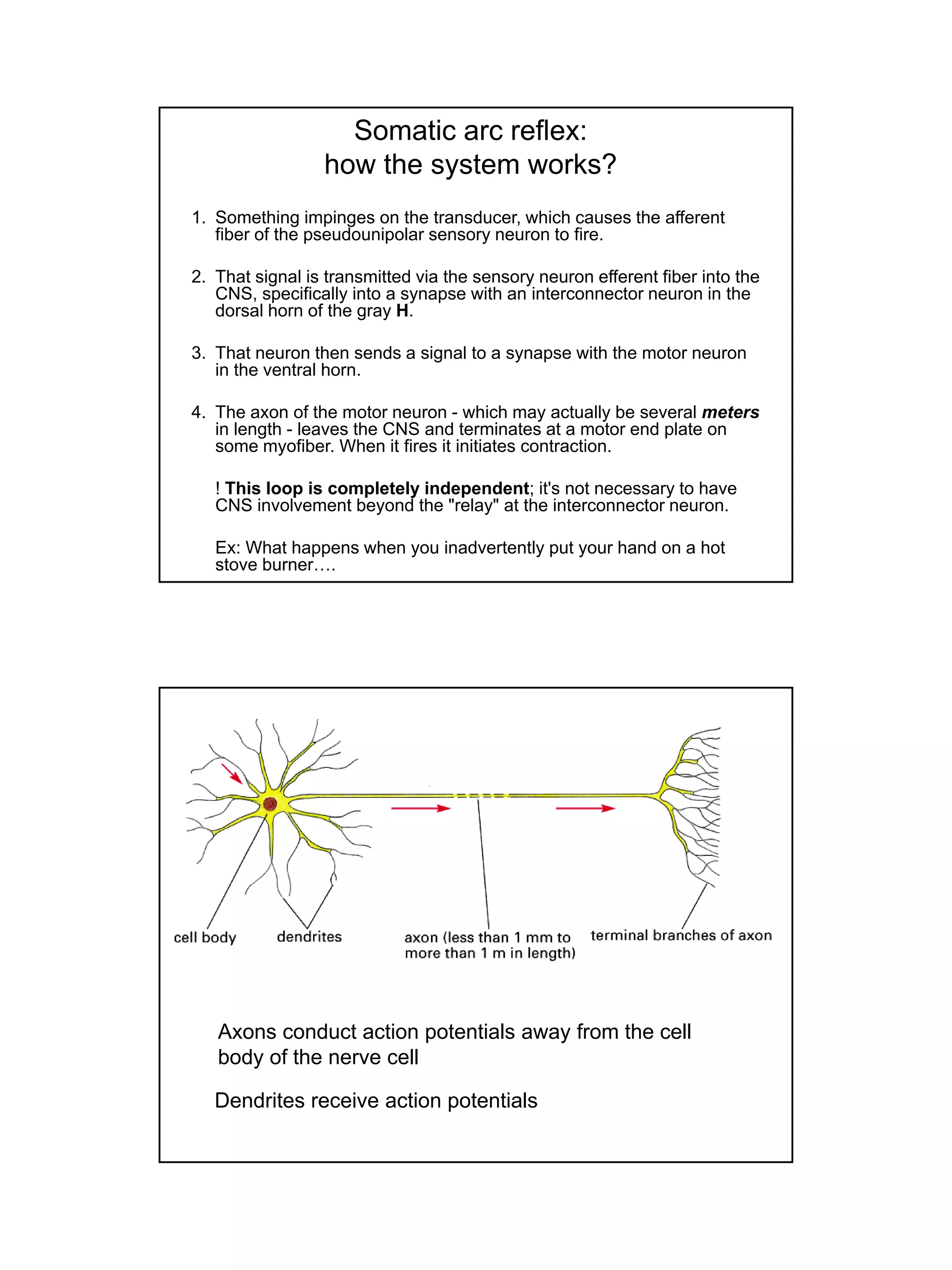 Muscle stretch reflex | PDF