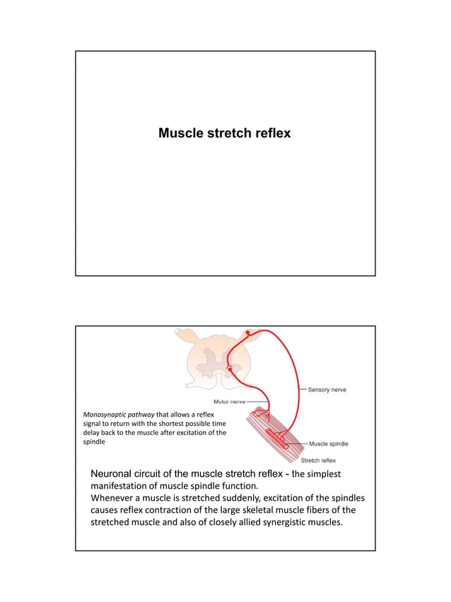 Muscle stretch reflex | PDF