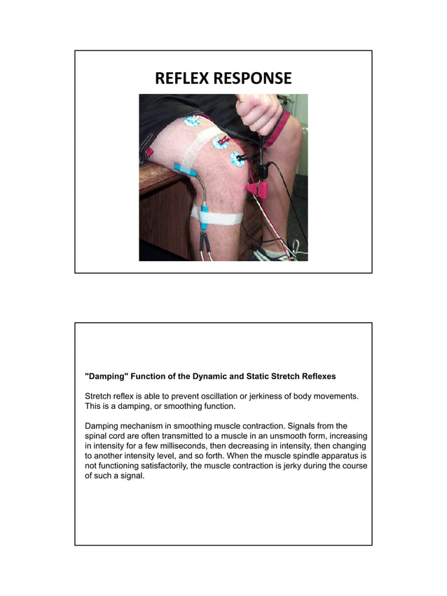 Muscle stretch reflex | PDF