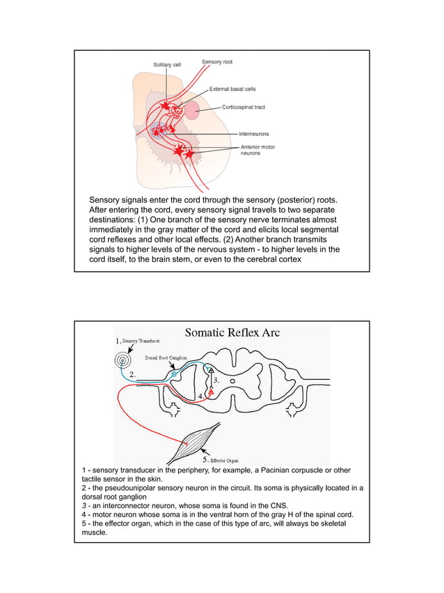Muscle stretch reflex | PDF