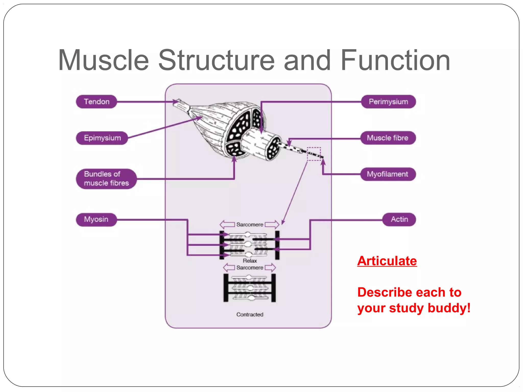 Muscle structure | PPT