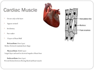 Muscle structure | PPT
