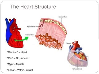 Muscle structure | PPT