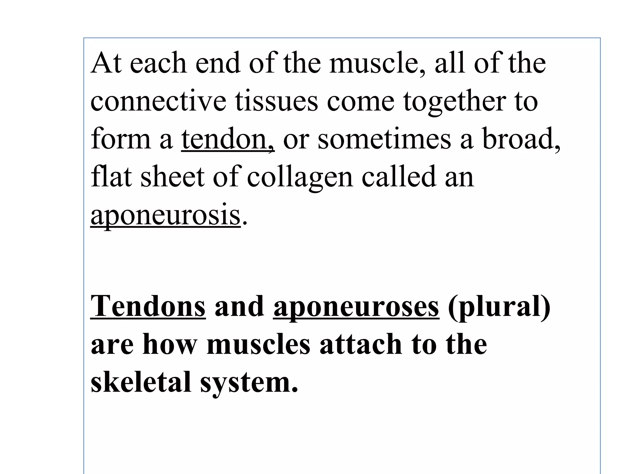 Muscle structure | PPT