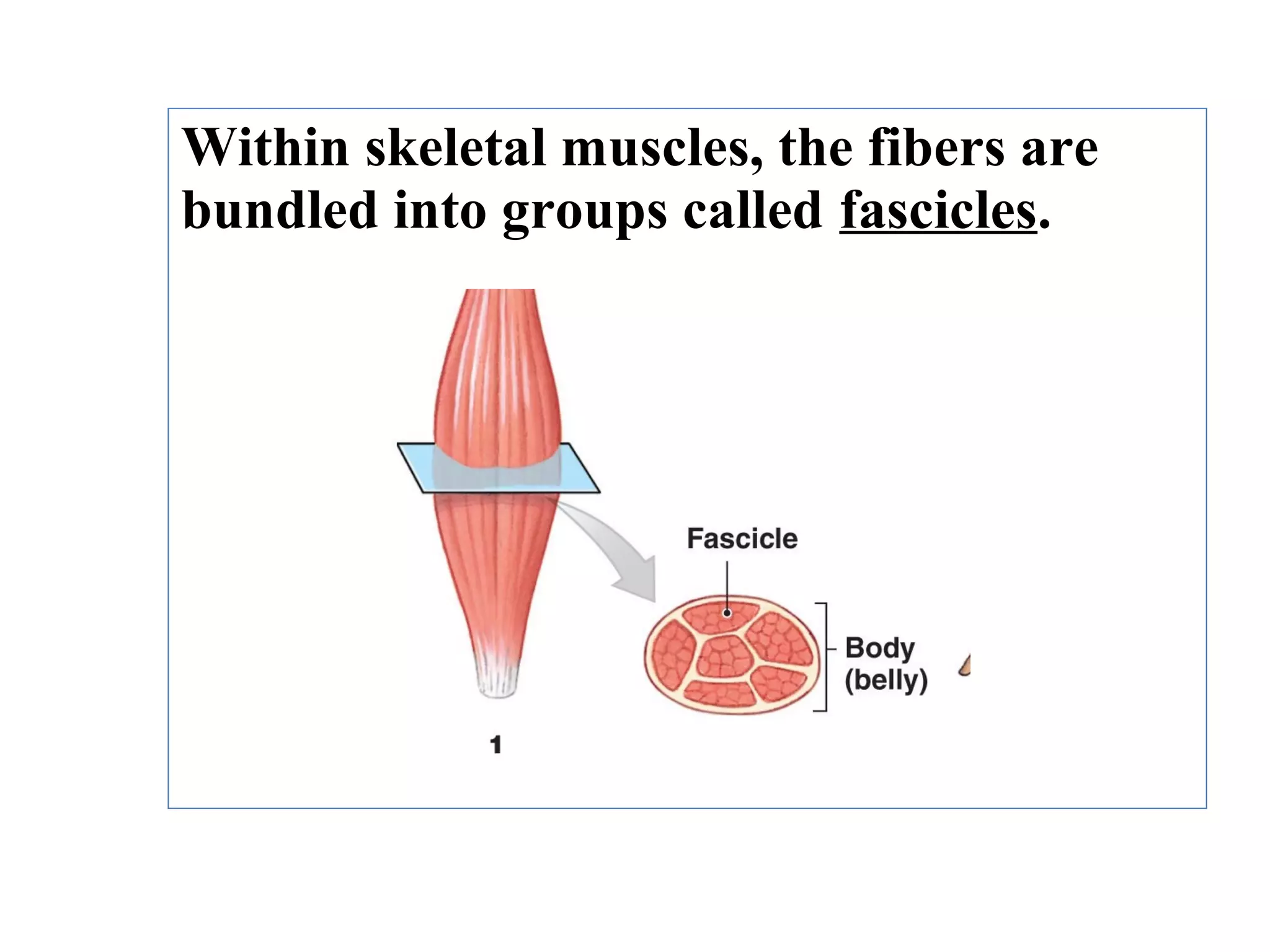Muscle structure | PPT