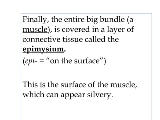 Muscle structure | PPT