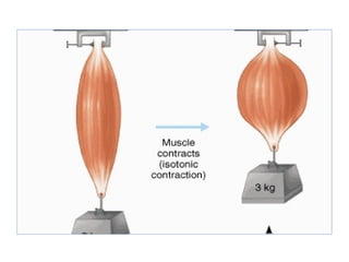 Muscle structure | PPT