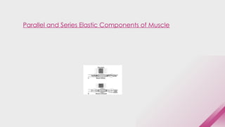 MUSCLE STRUCTURE, CONTRACTION, MOTOR UNIT AND ITS FUNCTION | PPTX