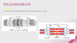 MUSCLE STRUCTURE, CONTRACTION, MOTOR UNIT AND ITS FUNCTION | PPTX