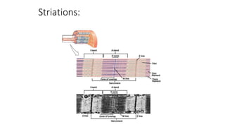 musclestructutureclassificationproperty-201124130921.pptx