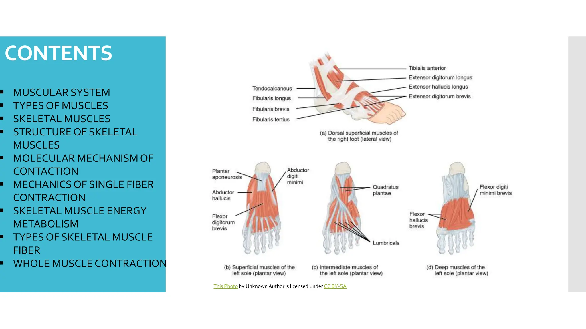 Muscle Introduction and molecular structure.ppt
