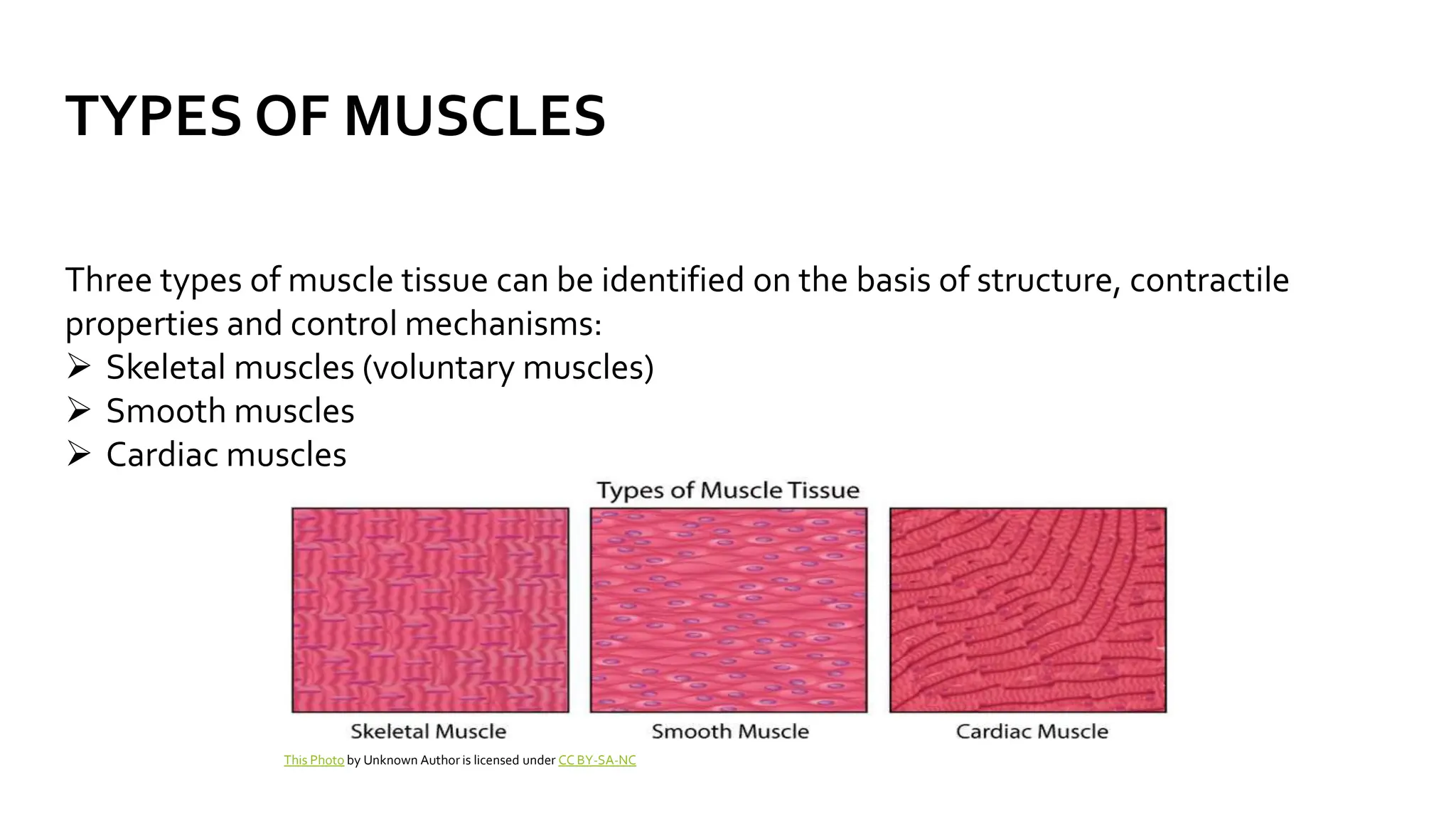 Muscle Introduction and molecular structure.ppt