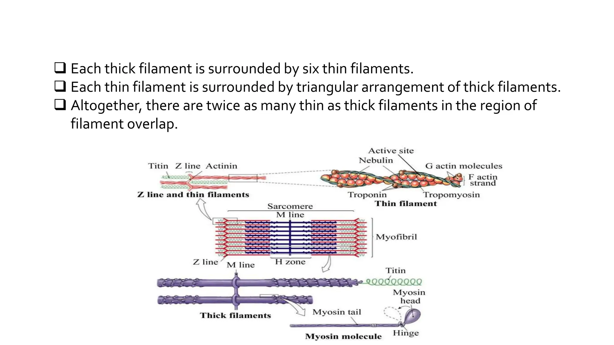 Muscle Introduction and molecular structure.ppt