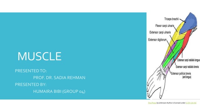 Muscle Introduction and molecular structure.ppt