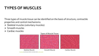 Muscle Introduction and molecular structure.ppt