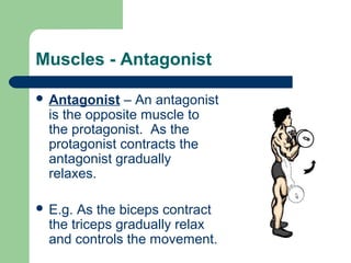 Muscles working | PPT