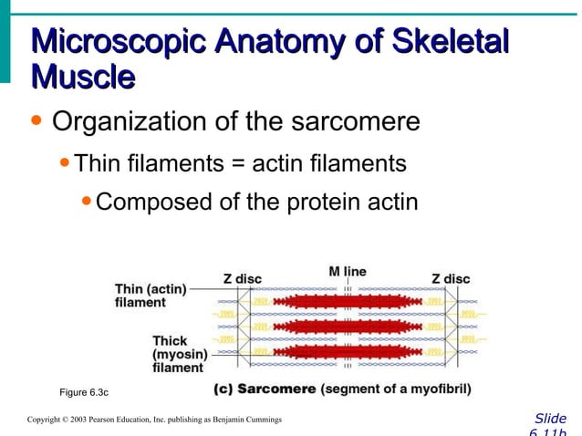 Muscle system | PPT
