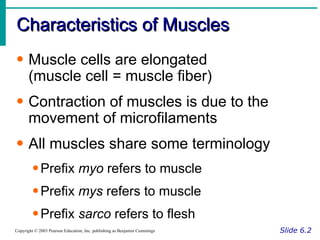Muscle system | PPT