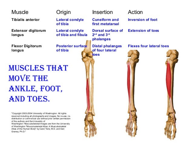 Ankle Inversion Muscles