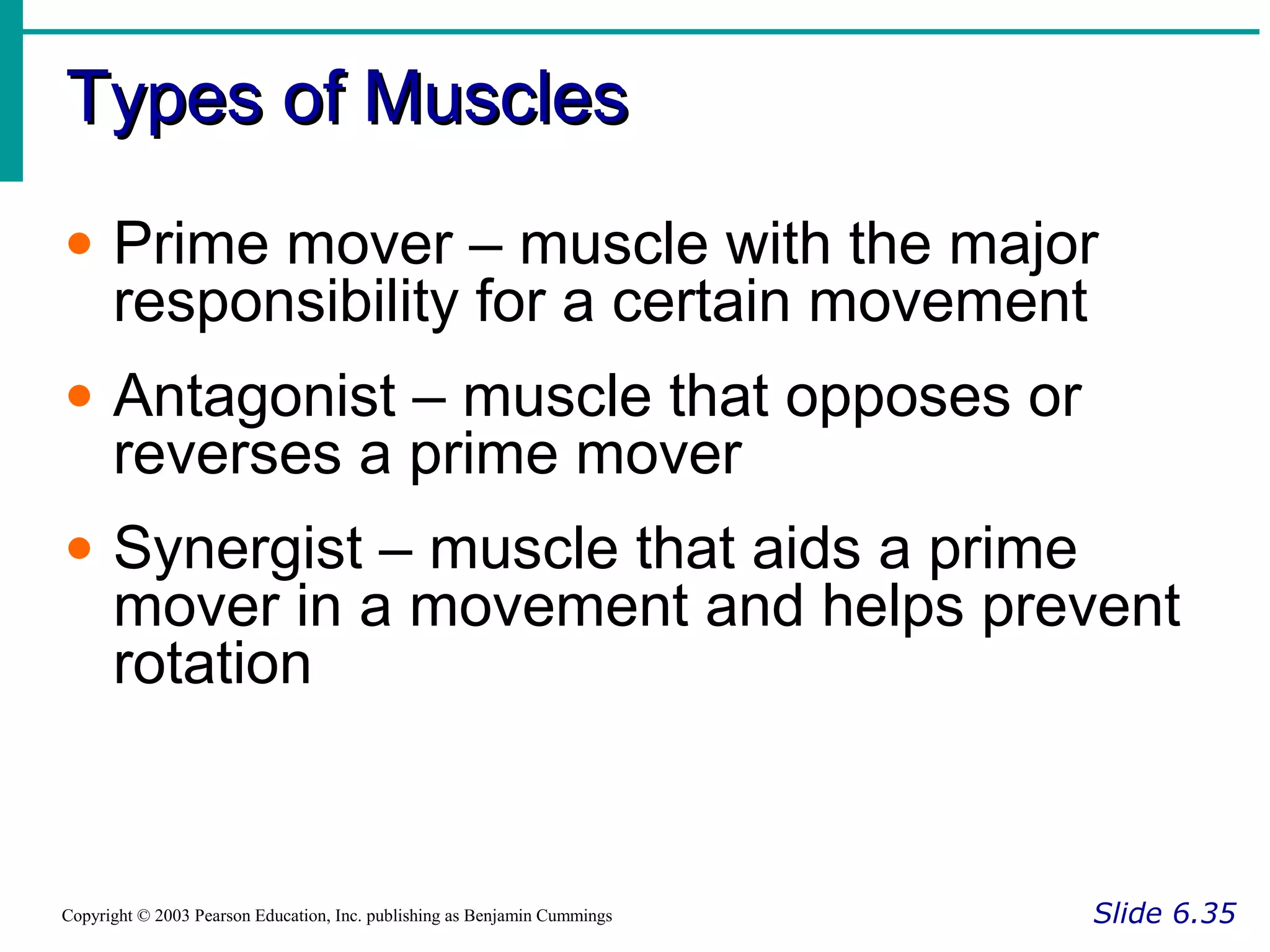Muscle system | PPT