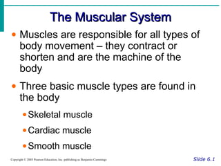 Muscle system | PPT