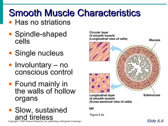 Muscle system | PPT