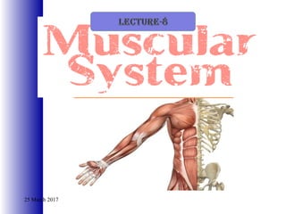 Muscular System | PPT