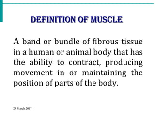Muscular System | PPT