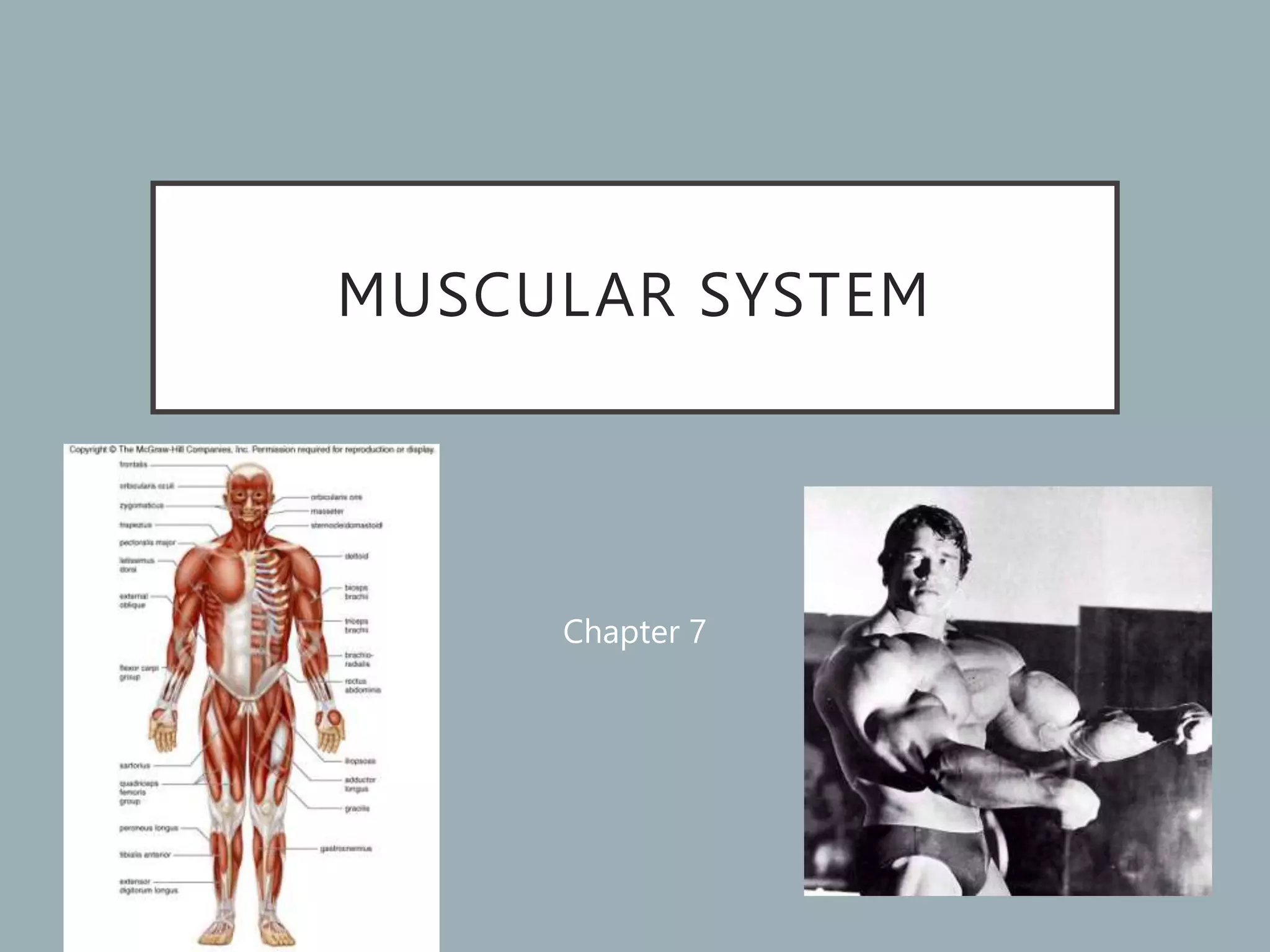 muscle_system.ppt